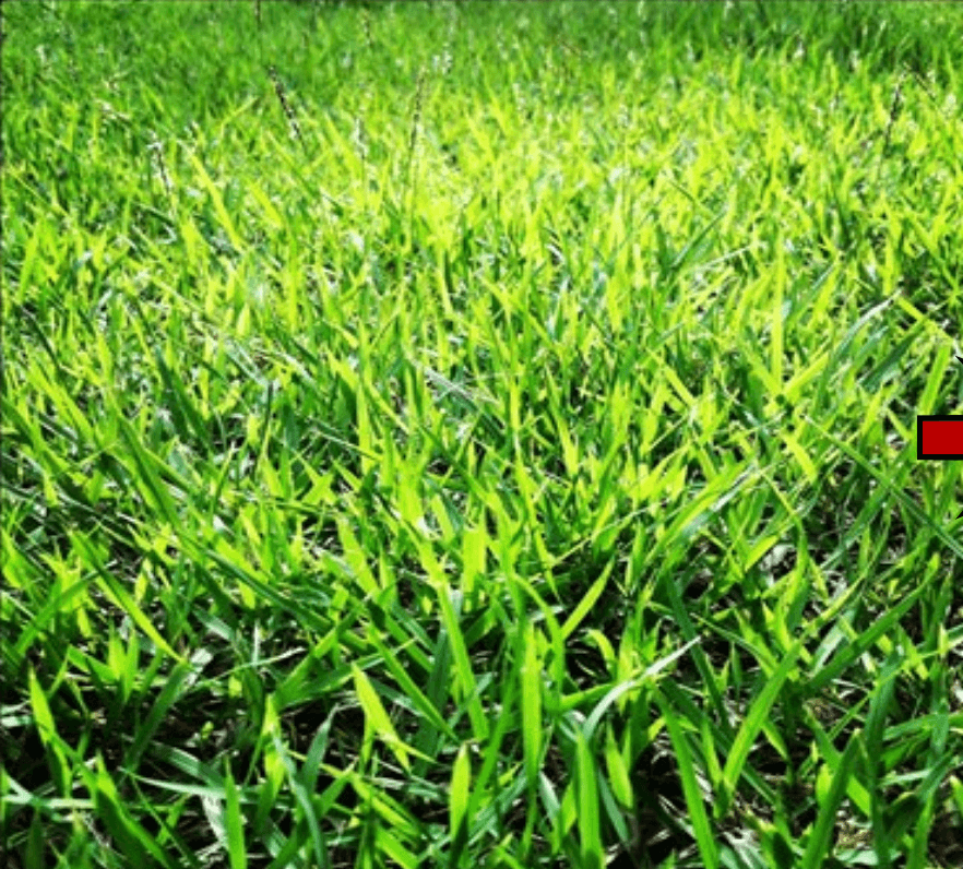 QuEst-Ce QuUne Chaîne Alimentaire Et Des Exemples Clairs - Code