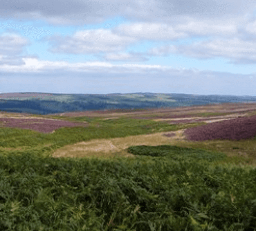 Planurile de Lecție Pentru Grădină Secretă și Rezumat Frances Hodgson ...