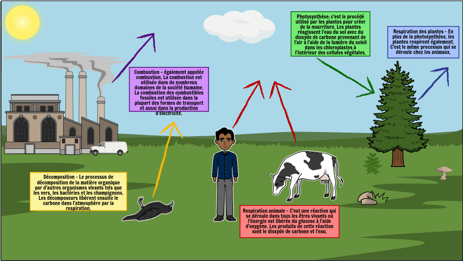 Diagramme Du Cycle Du Carbone En Noir Et Blanc Cours En Ligne Et