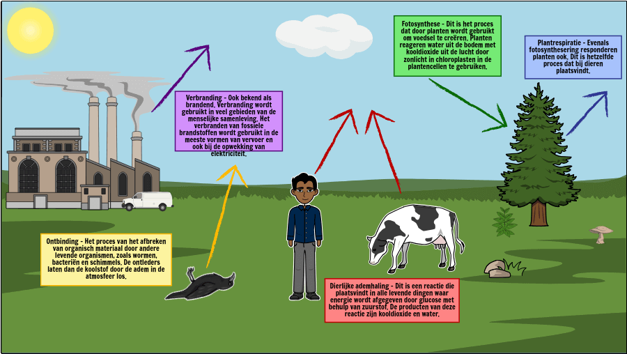 Koolstofcyclusdiagram & Activiteiten | Koolstofcyclusstappen