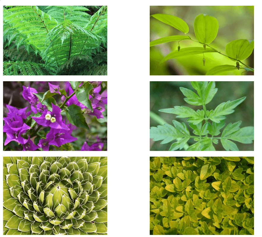 Toiduahela Määratlus ja Tegevused Toiduvõrgu Näited