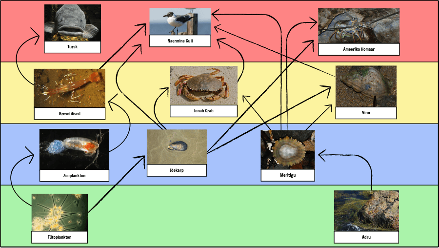 Toiduahela Määratlus ja Tegevused Toiduvõrgu Näited