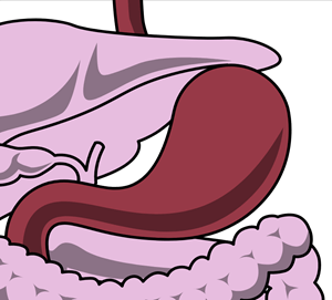 Digestive System Vocabulary: Storyboard That Activities