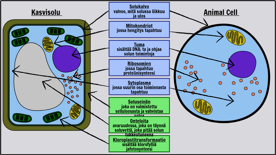 Cellular Basics | Kasvi- ja Eläinsolujen Merkitseminen