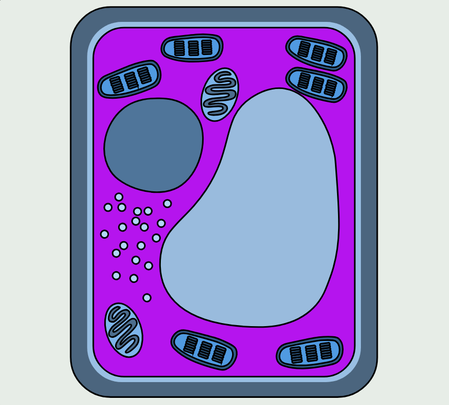 Eläimen Solun Osat | Merkitse Eläinsolun Aktiivisuus