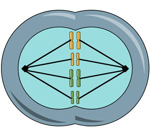Mitosis Explained: Storyboard Your Cell Division Journey