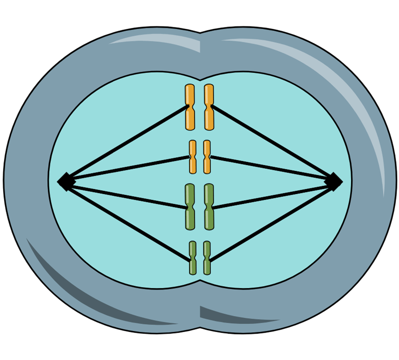 Cell Division Stages & Lesson Plan | Mitoseaktiviteter