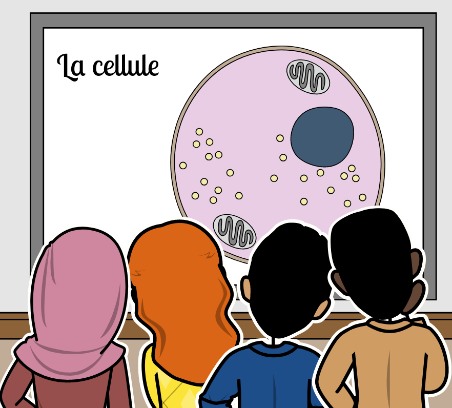 Étapes de la Division Cellulaire et Plan de Cours | Activités de Mitose
