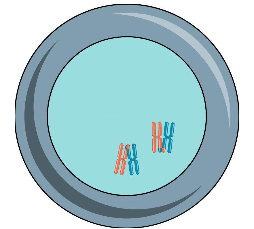 Ilustrirajući Faze Mitoze