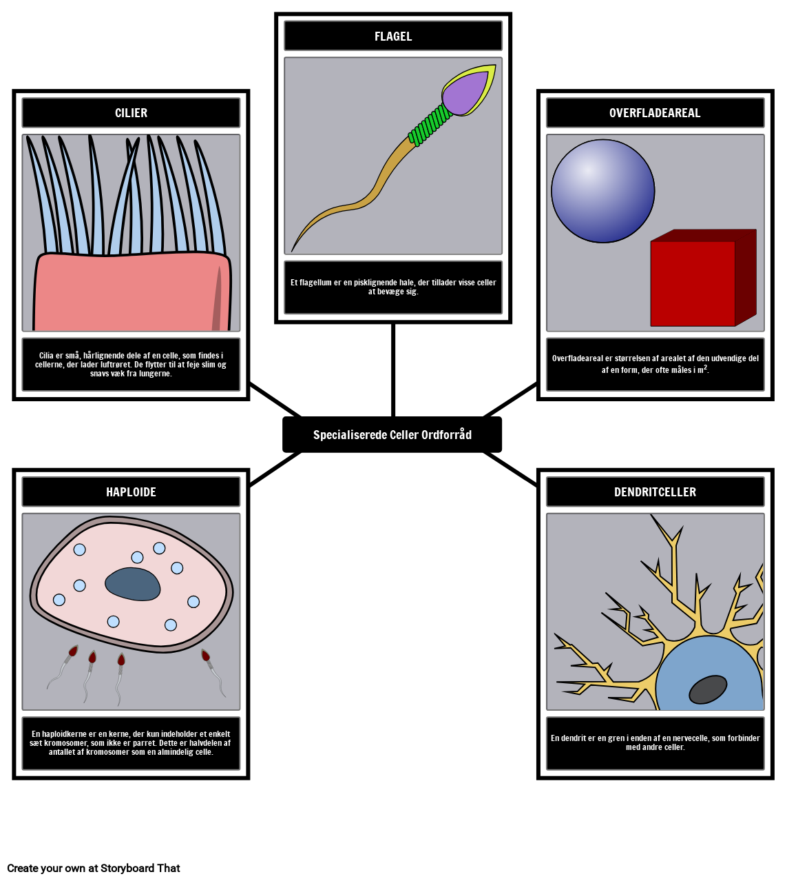 Specialiseret Cells Eksempel P Ordforr d Storyboard