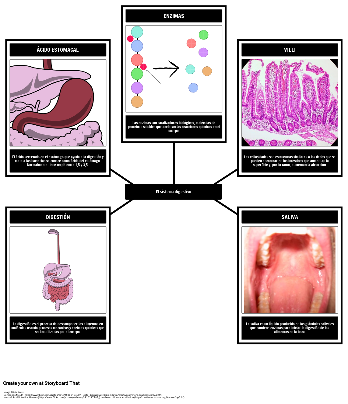 La Actividad del Vocabulario del Sistema Digestivo