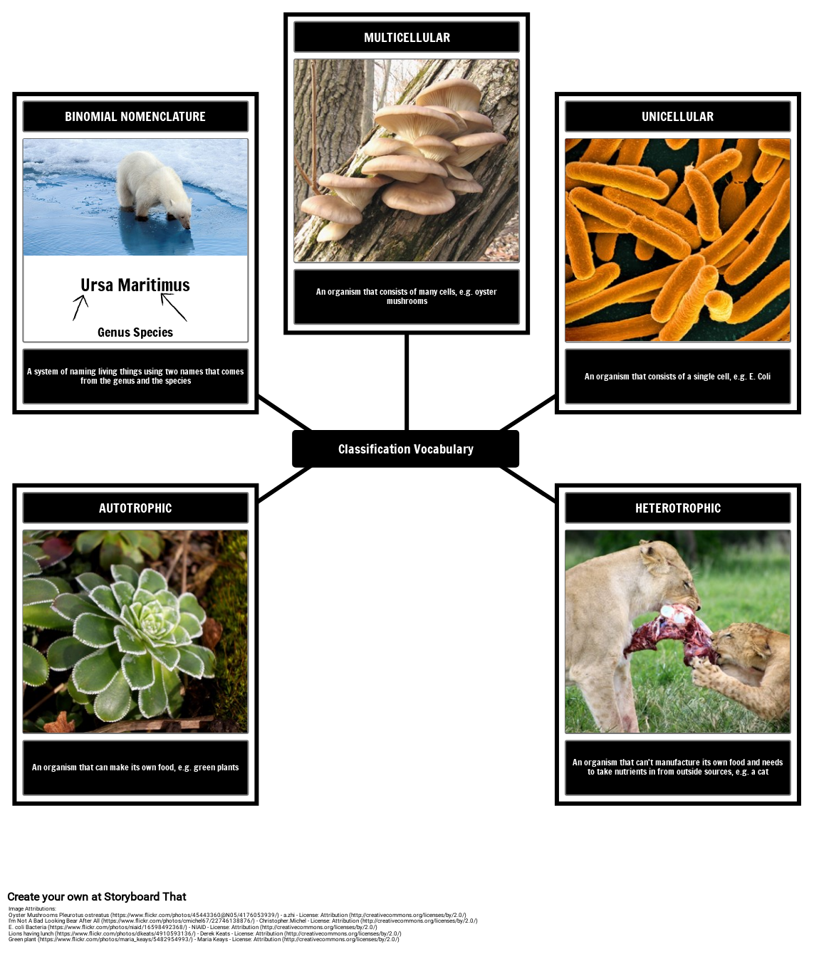 Classification Vocabulary Words Activity