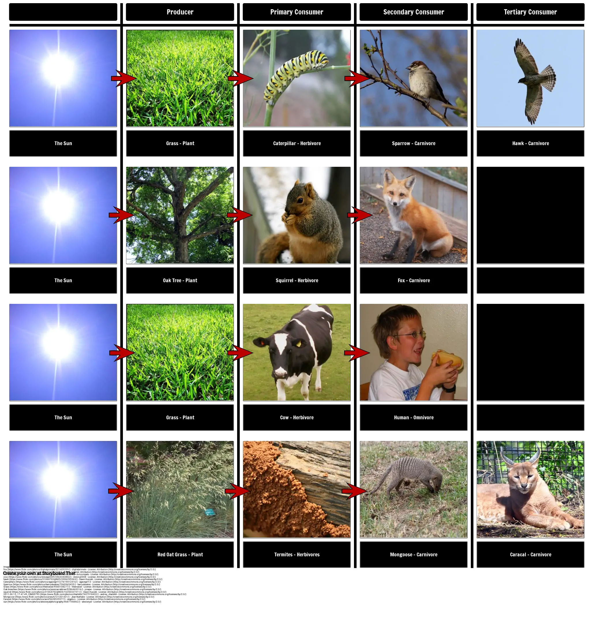 Food Chain Examples