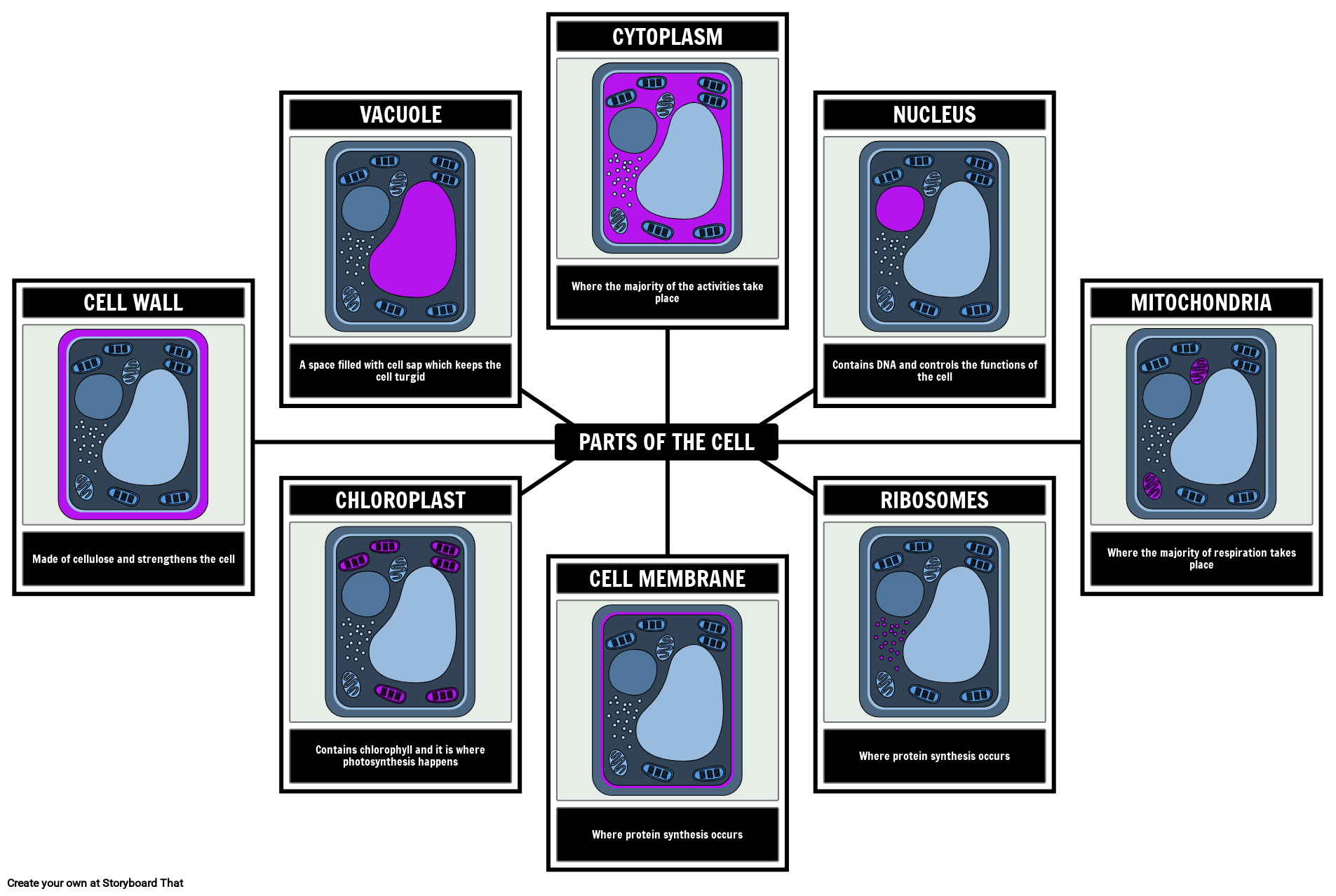 What Plant Cell Structure Can Be Described As Turgid What Is A Turgid