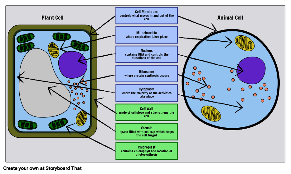 Label Cell Parts Plant Animal Cell Activity StoryboardThat