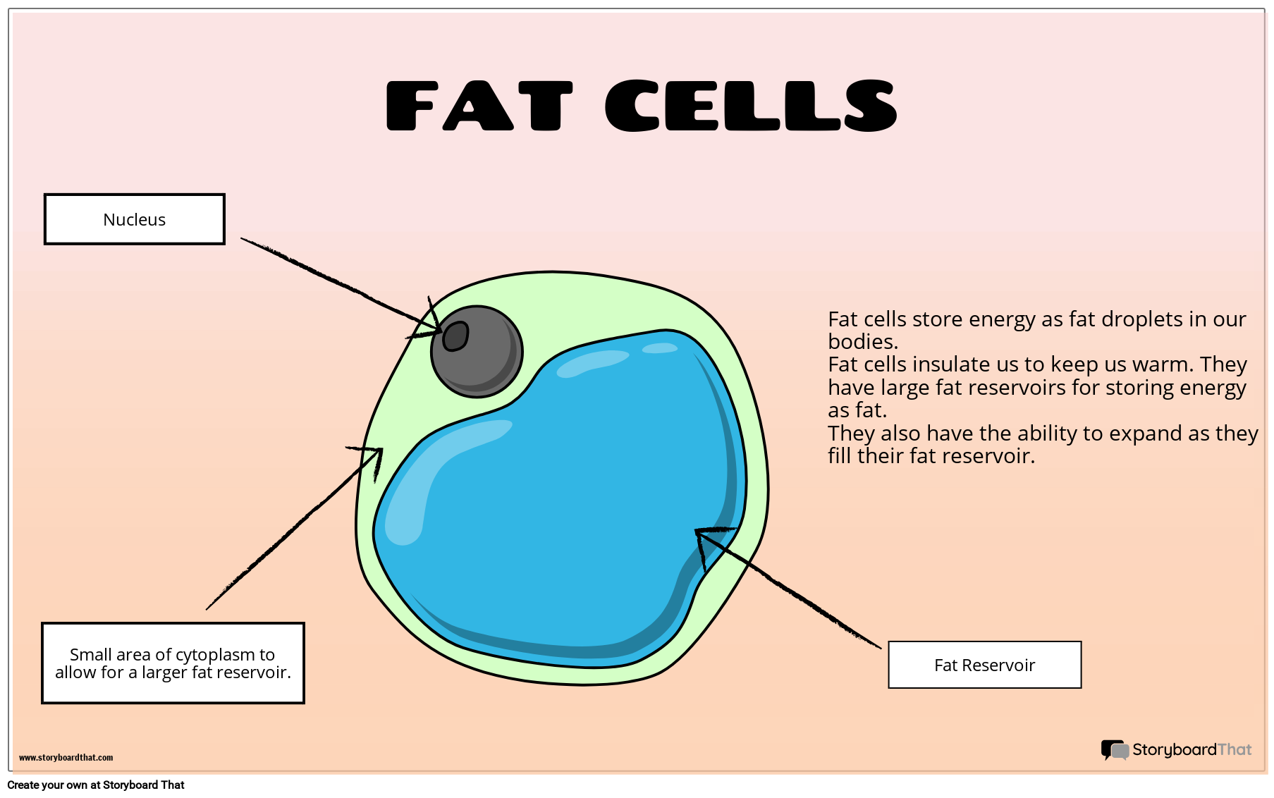 Specialized Cells Poster Storyboard By Oliversmith