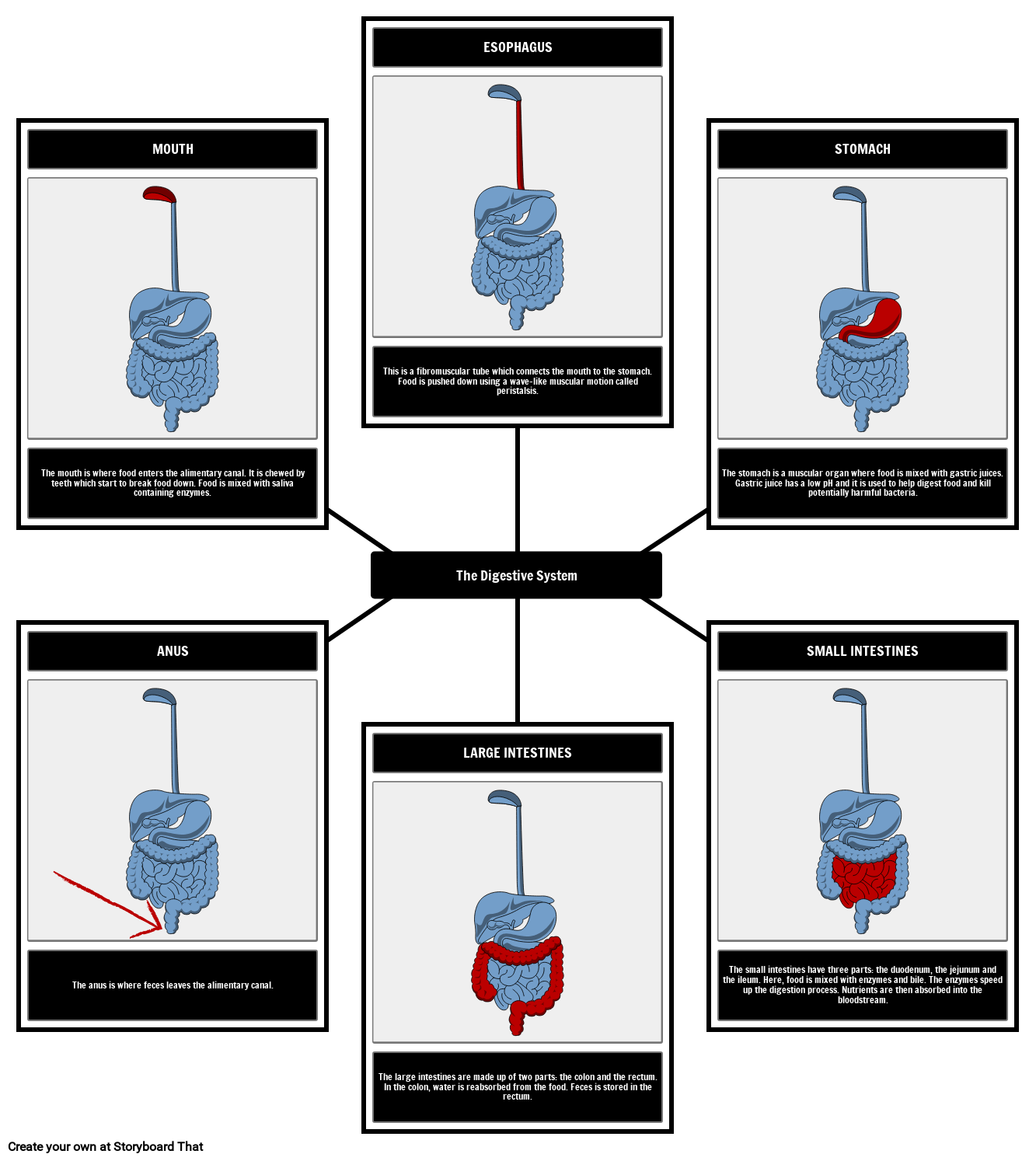 The Digestive System Spider Map Storyboard By Oliversmith